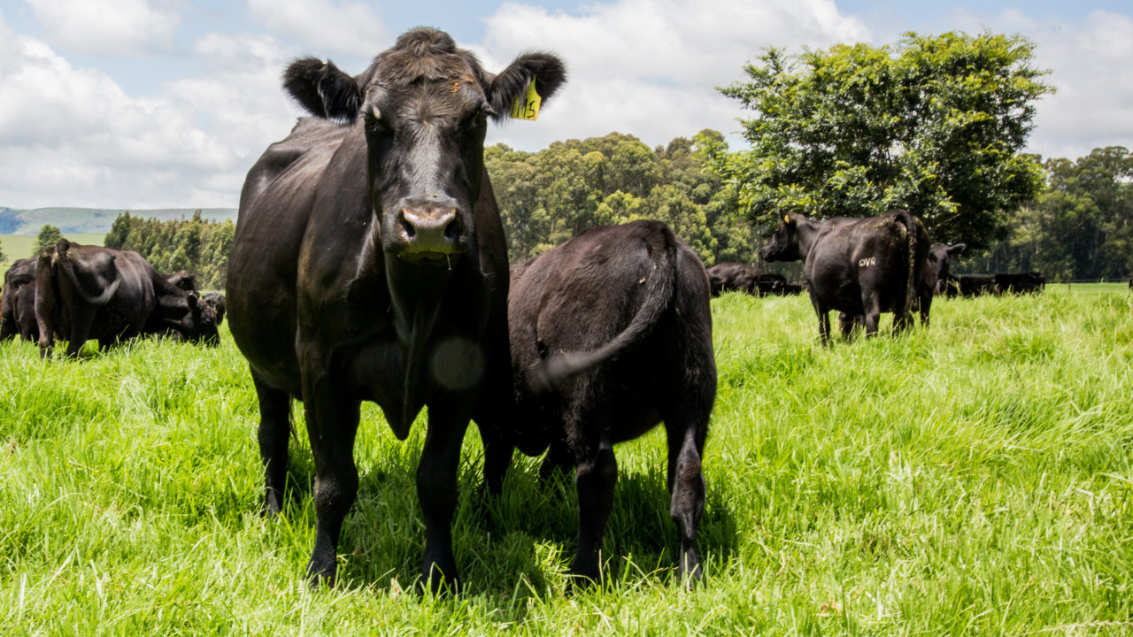 Featuring Local Farmers | The Midlands Magazine